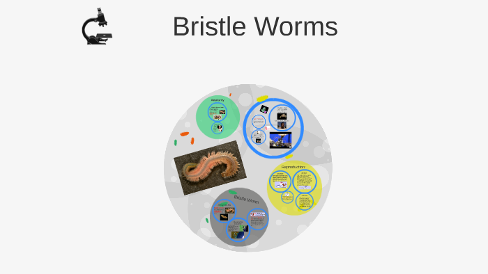 Bristle Worms Anatomy By Nadire Malo On Prezi
