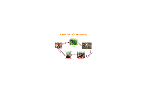 Food Chain of a Prairie Dog by madelyn schmidt on Prezi