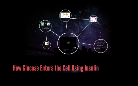 How Glucose Enters the Cell Using Insulin by Mitchell Minnick on Prezi