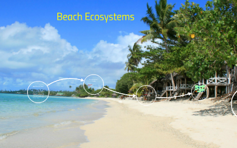 Beach Ecosystems by Savannah Helvey on Prezi