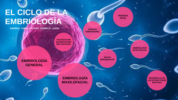 embriología by Andrea Rodríguez on Prezi