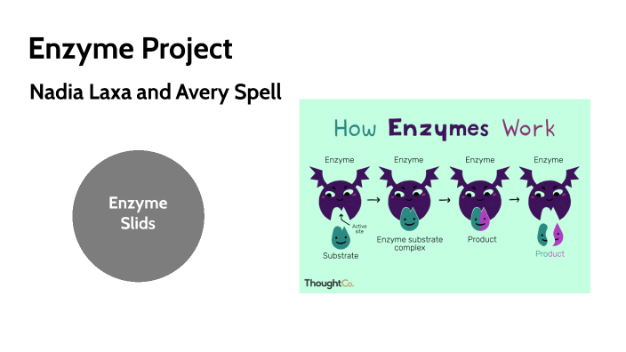 Enzyme Project by AVERY SPELL on Prezi