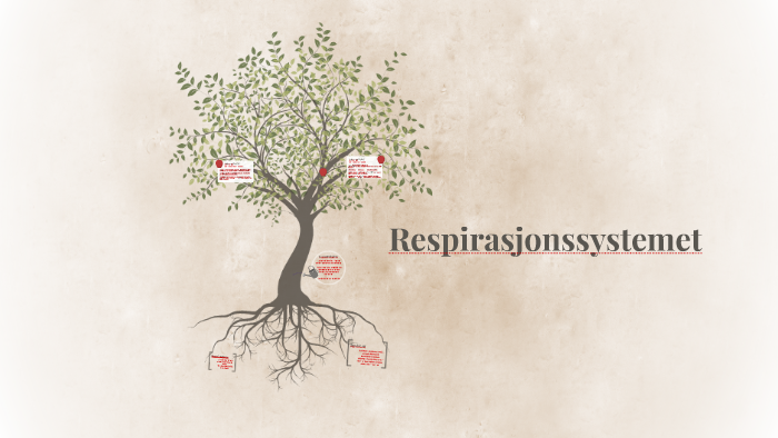 Respirasjonssystemet by Heidi Kvalfors on Prezi