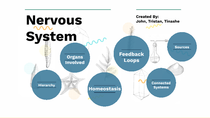 Human Body Project: Nervous System by John Kerin on Prezi