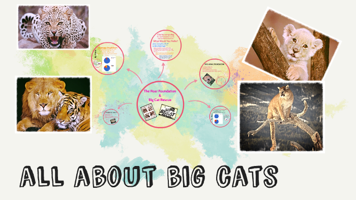 all about big cats by lai lynn on Prezi