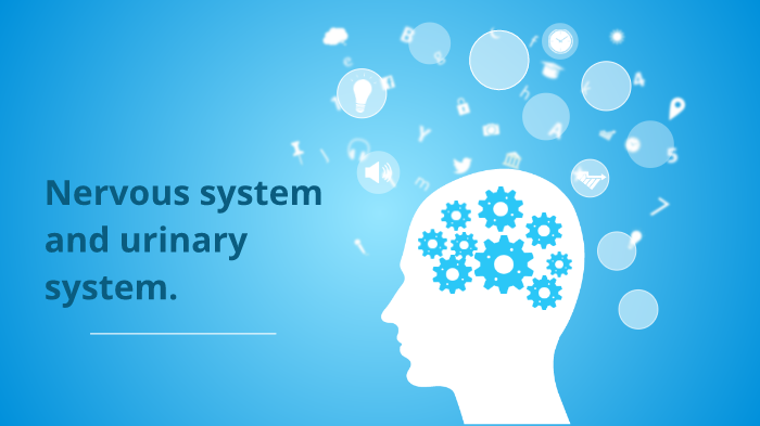 Nervous and urinary system. by Nutrición Humana on Prezi