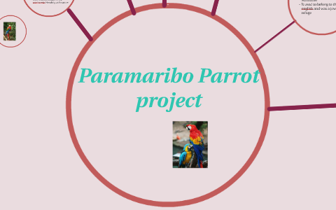 Paramaribo Parrot project by sabine chamoun on Prezi
