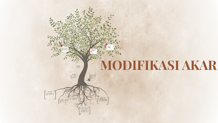 MODIFIKASI AKAR by patrisia inggit on Prezi
