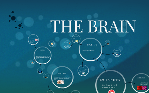 THE BRAIN by on Prezi