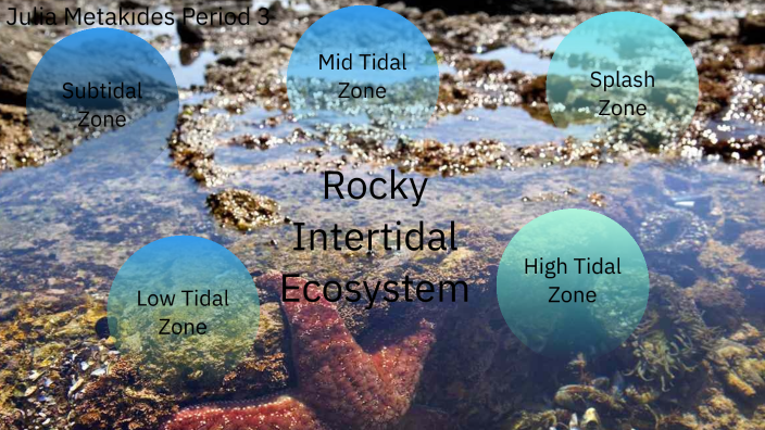 Rocky Intertidal Ecosystem by Tyrese Yu on Prezi