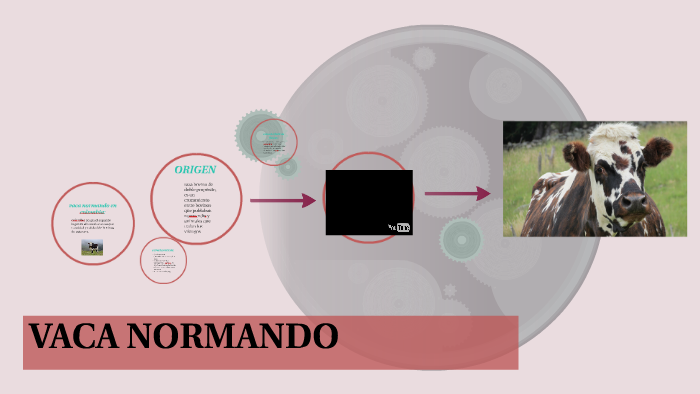 VACA NORMANDO by Manuela Sanchez on Prezi