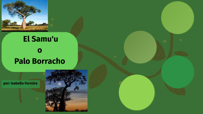 samu'u by isa ferreira on Prezi