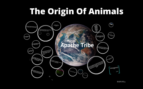 The Origin Of Animals by Avery Haynes on Prezi