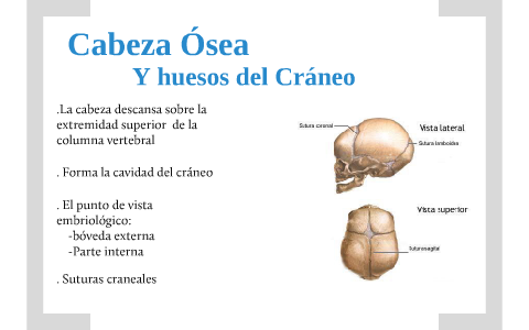 Anatomía. Cabeza ósea y Huesos del Cráneo by Daniela Torres on Prezi