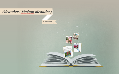 Oleander (Nerium oleander) by nalini persaud on Prezi