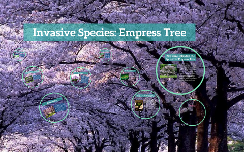 Invasive plants: Empress Tree by Paige Steffy on Prezi