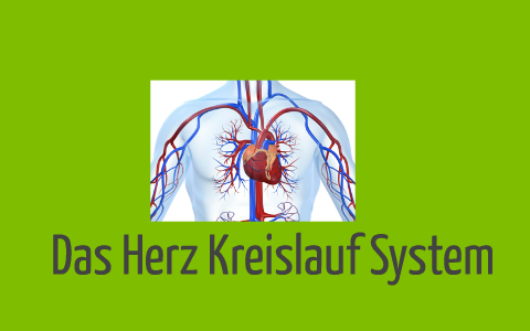 Das Herz Kreislauf System by Lilly Temme on Prezi