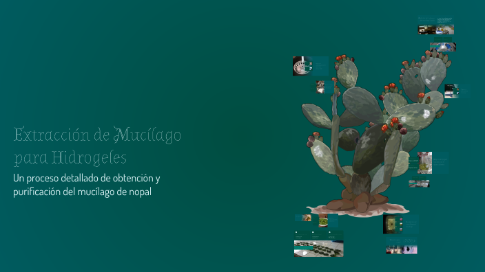 Extracción de Mucílago para Hidrogeles by Lamborghini urus on Prezi