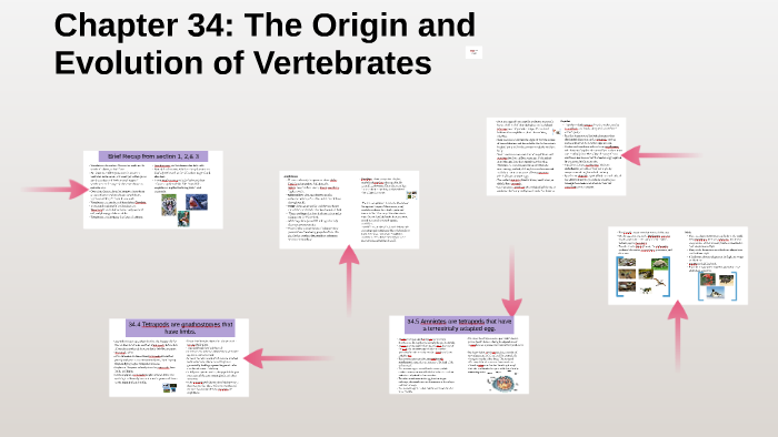 Chapter 34: The Origin and Evolution of Vertebrates by Meaghan Lones on ...