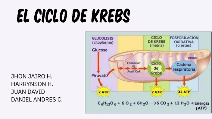 REPRESENTACIÓN DEL CICLO DE KREBS by jhon jairo higuera on Prezi