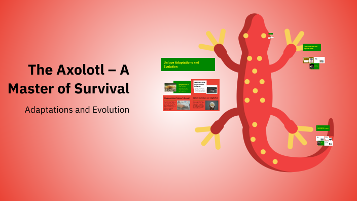 The Axolotl – A Master of Survival by Layla Duffy on Prezi