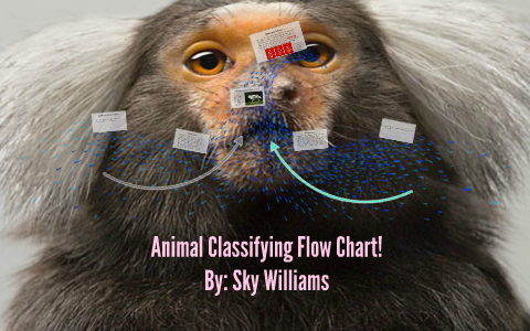 Animal Classifying Flow Chart! by Sky Williams on Prezi