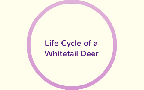 Life Cycle of a Whitetail Deer by Emily V.