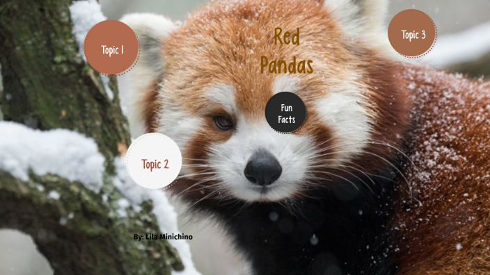 Red Pandas by Lila Minichino on Prezi