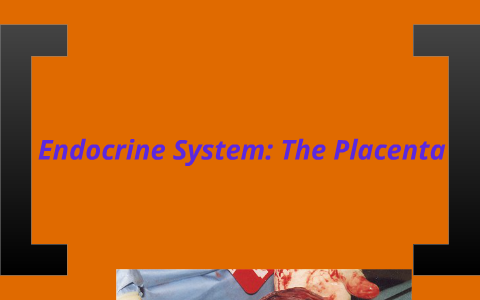 Endocrine System: Placenta by Shila Johnson on Prezi