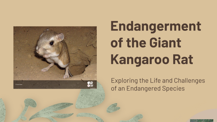Understanding the Giant Kangaroo Rat by Tauhera Mahtab on Prezi