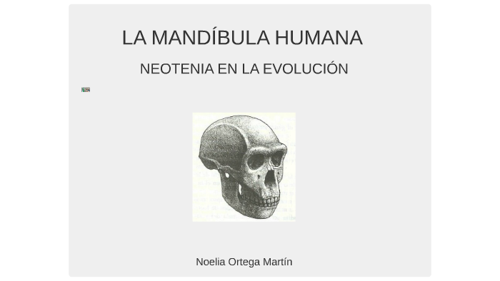 LA MANDÍBULA HUMANA. NEOTENIA EN LA EVOLUCIÓN. by Noelia Ortega Martín ...