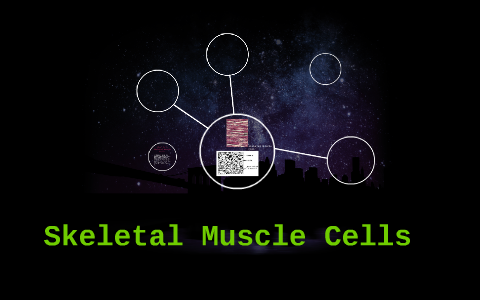 Skeletal Muscle Cells by Andrea Tice on Prezi