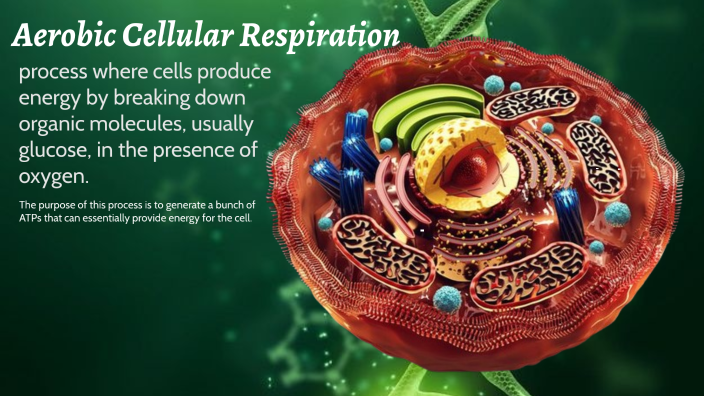 AEROBIC CELL RESPIRATION -JOQUENDO by Jhon Rey Oquendo on Prezi
