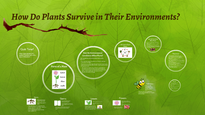How Do Plants Survive in Their Environments? by Jordain Calhoun on Prezi