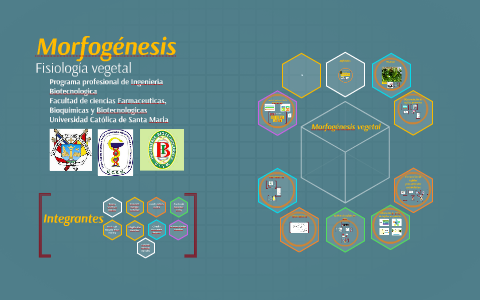 Morfogenesis by Fabrizio Johnson on Prezi