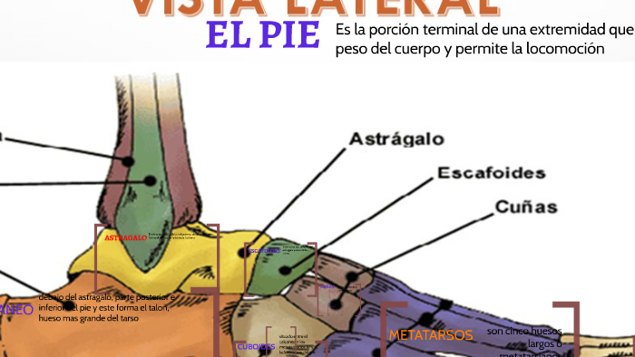 EL PIE by Anita Burbano