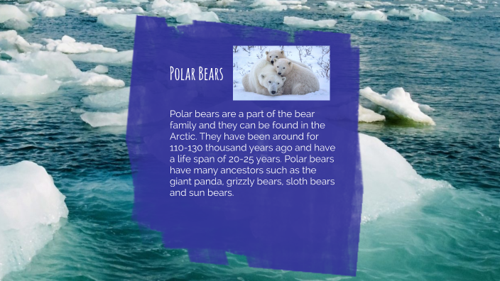 Polar Bear Science Project by Catherine Garrison on Prezi