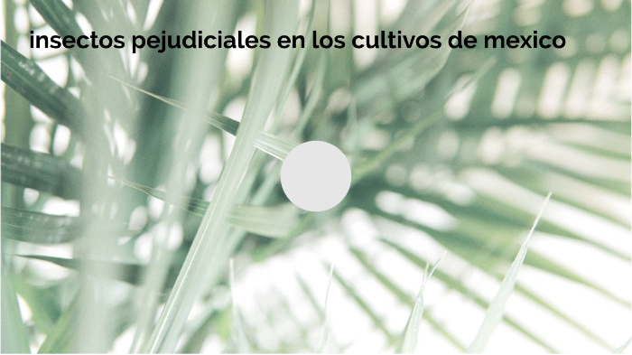 insectos perjudiciales by Fernando Teran on Prezi