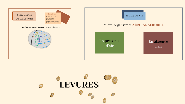Les levures & la fermentation by sarah meyer on Prezi