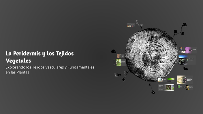 La Peridermis y los Tejidos Vegetales by Yadira alejandra Mamani ...