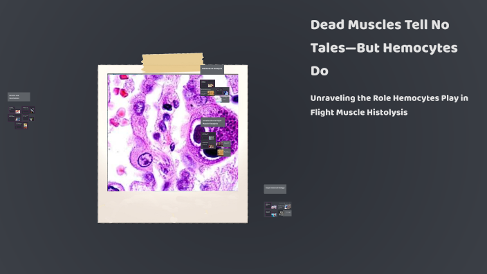 Dead Muscles Tell No Tales—But Hemocytes Do by La-Nay Distin on Prezi