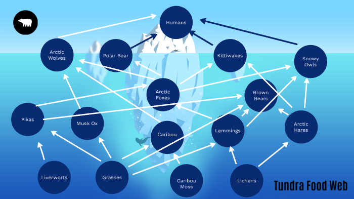 Tundra Food Web by Jaelyn Robles on Prezi