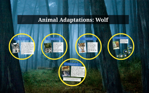 Animal Adaptations: Wolf by Catina Reynolds on Prezi