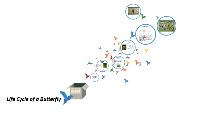 Life Cycle of a Butterfly by ronalyn mercado on Prezi