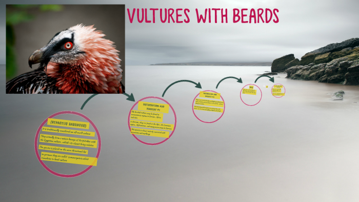 VULTURES WITH BEARDS by Dominique Chenevert