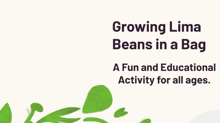 Growing Lima Bean in a Bag by Samantha Pua on Prezi