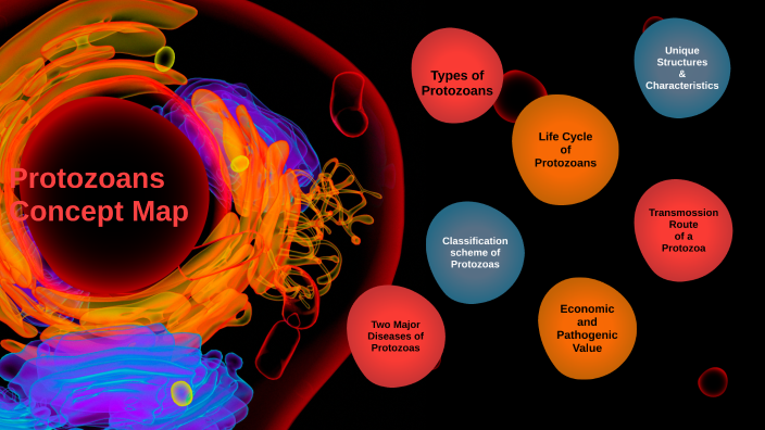 Protozoans Concept Map by Rebecca Perry on Prezi
