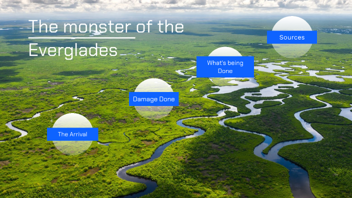 Burmese Python by Ebot Awo on Prezi