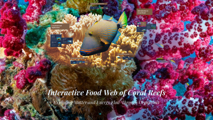 Interactive Food Web of Coral Reefs by Maggie Hogue on Prezi