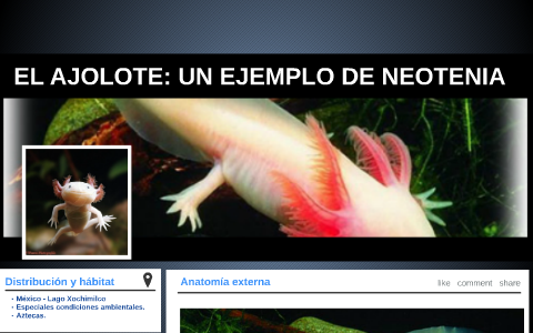 EL AJOLOTE: UN EJEMPLO DE NEOTENIA by Olga Barranco Gómez on Prezi